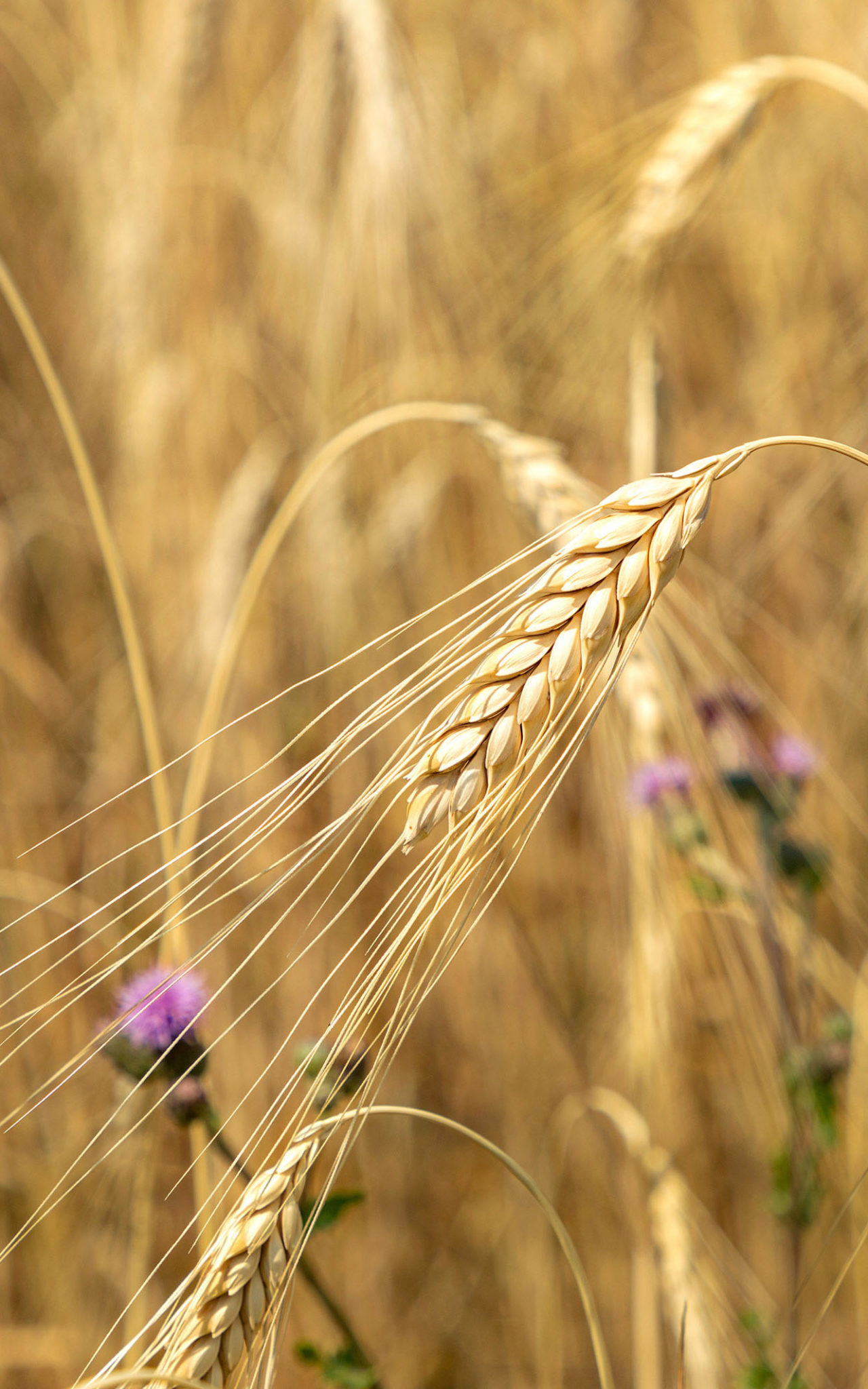 Emmer Einkorn – Das gesündeste Getreide der Schweiz