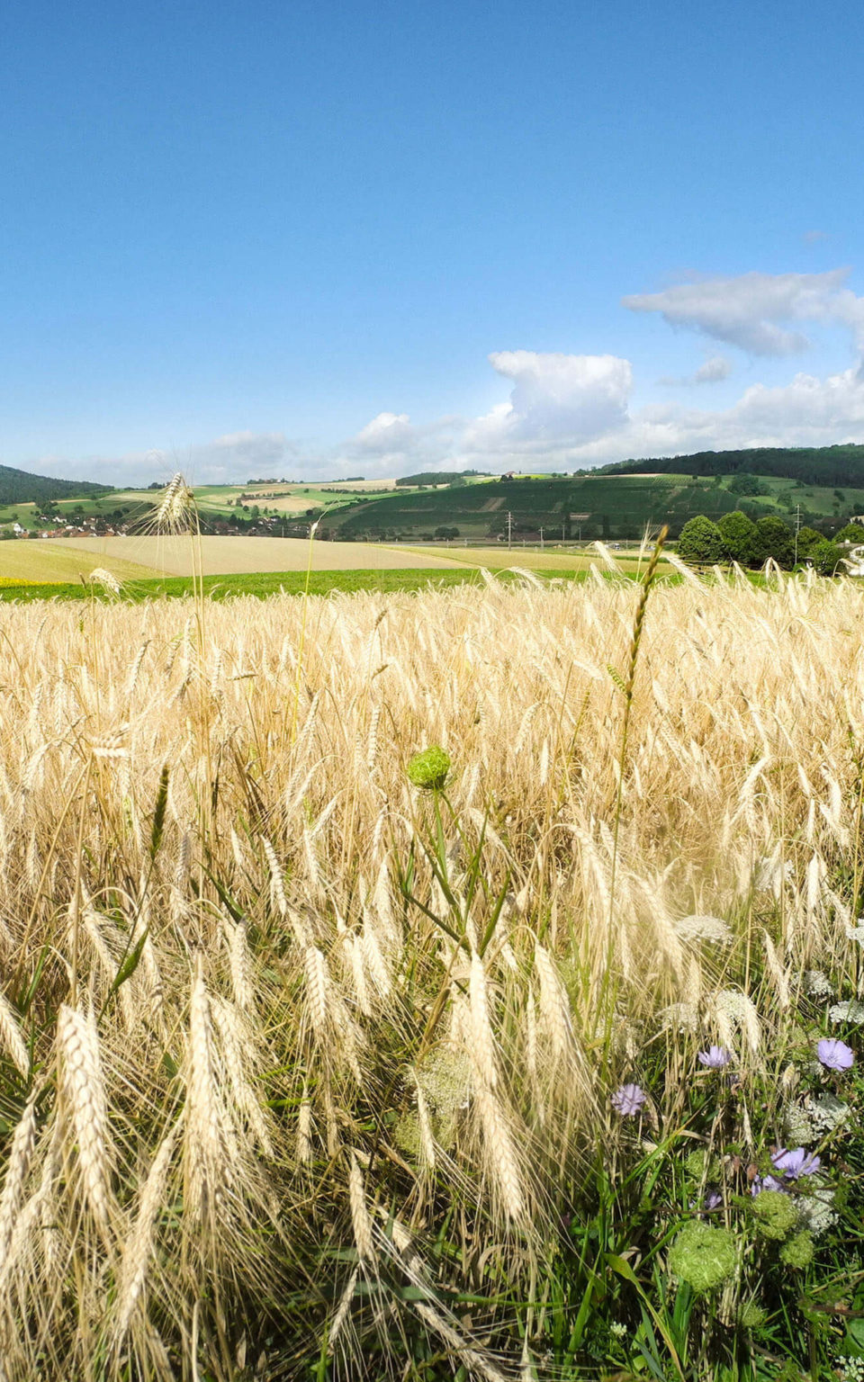 Hoch & Stolz – Emmer Einkorn – Das gesündeste Getreide der Schweiz